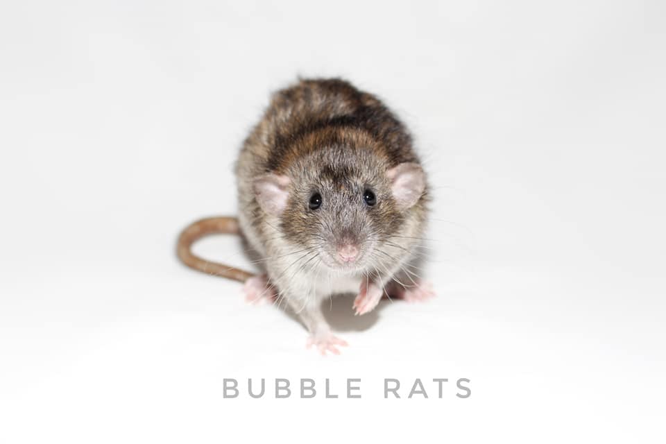 Bubble-rats